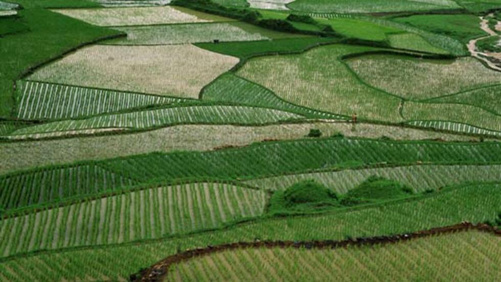 La culture du riz sous surveillance au Japon - Chronique des matières ...