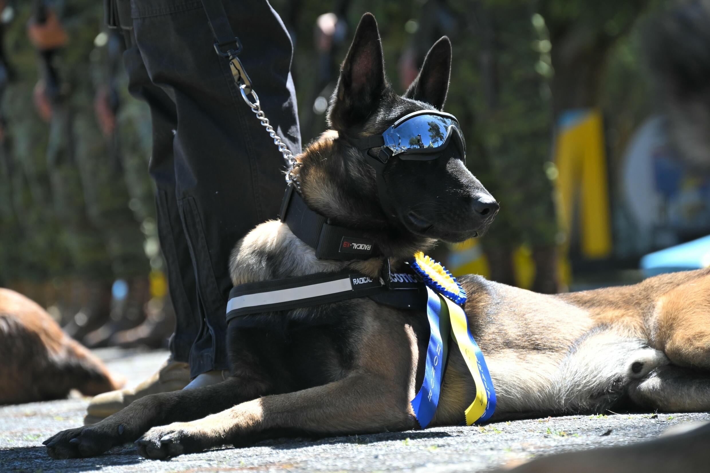 Ecuador condecora a perros detectores de droga, armas y explosivos