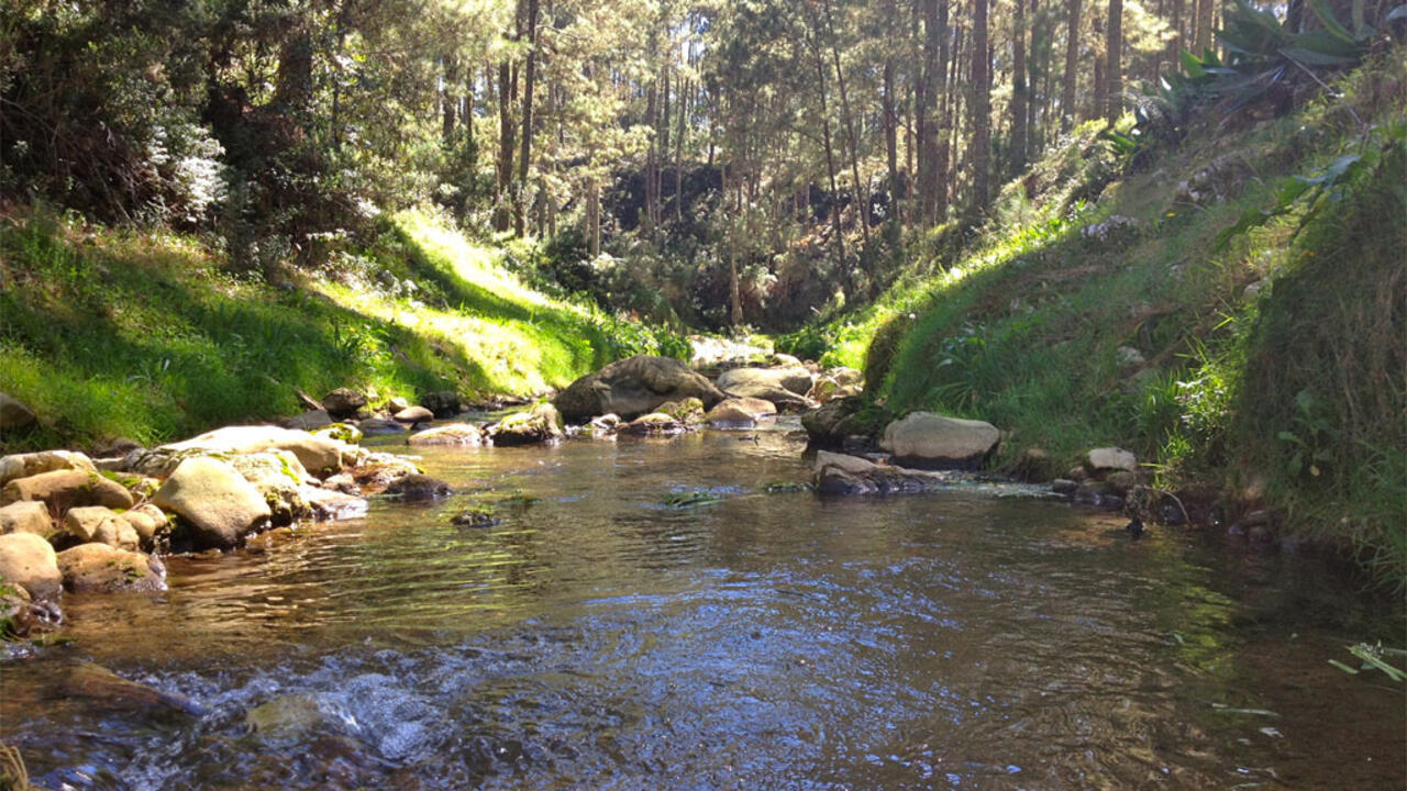 Parc National La Visite, la lutte pour sauver une des dernières forêts ...