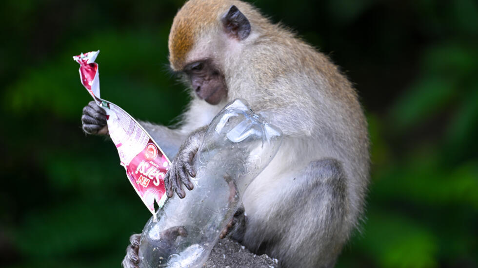 Con la edad, los macacos se aíslan socialmente, como los humanos