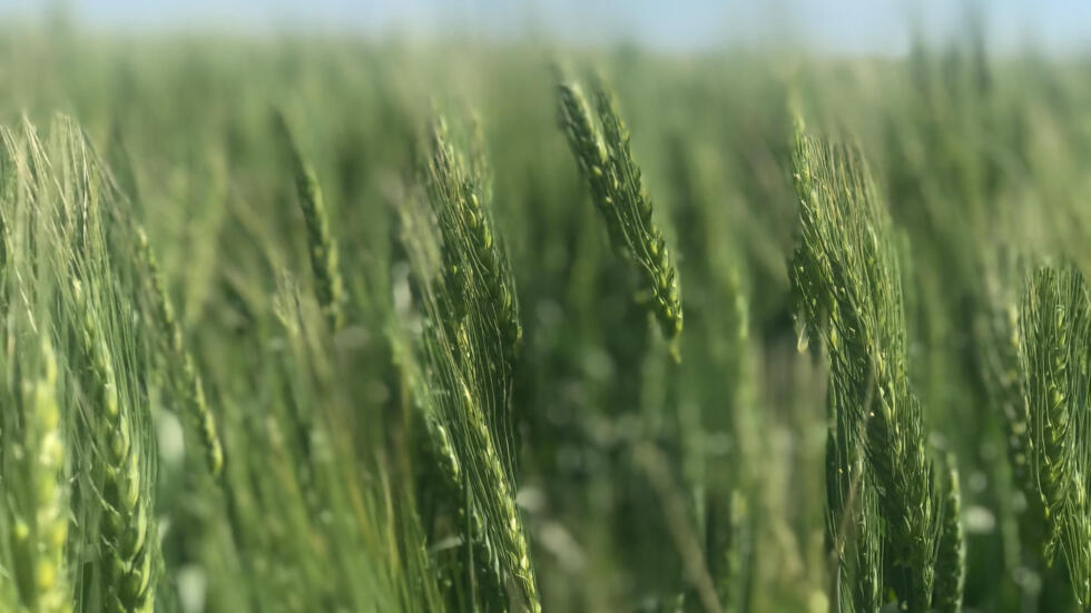 What climate change is doing to wheat, and why that matters ...