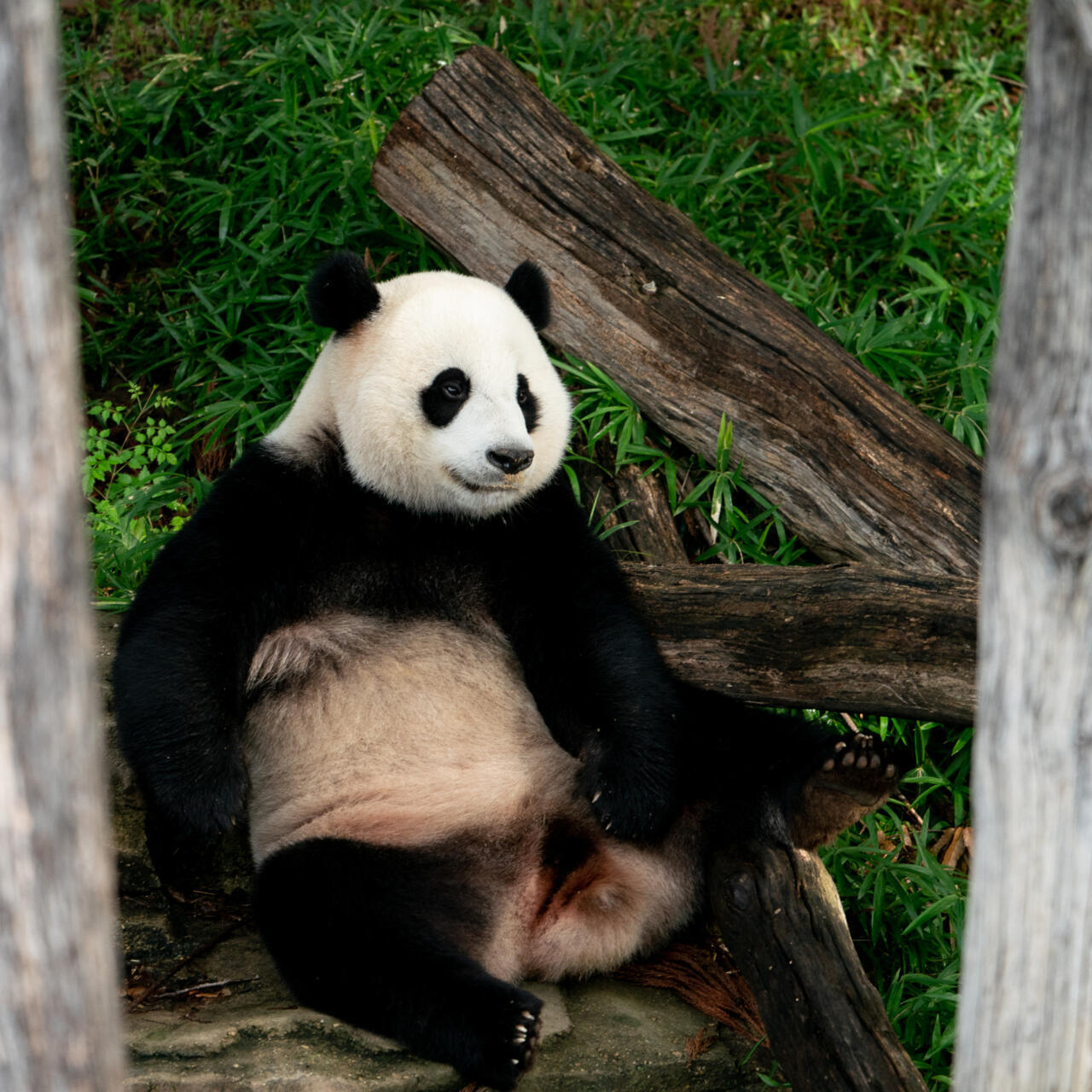 Panda Sitting Down Front View