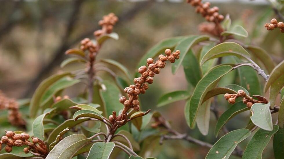 Tchad: plongée dans l'univers de la fabrication du Chébé - Reportage ...