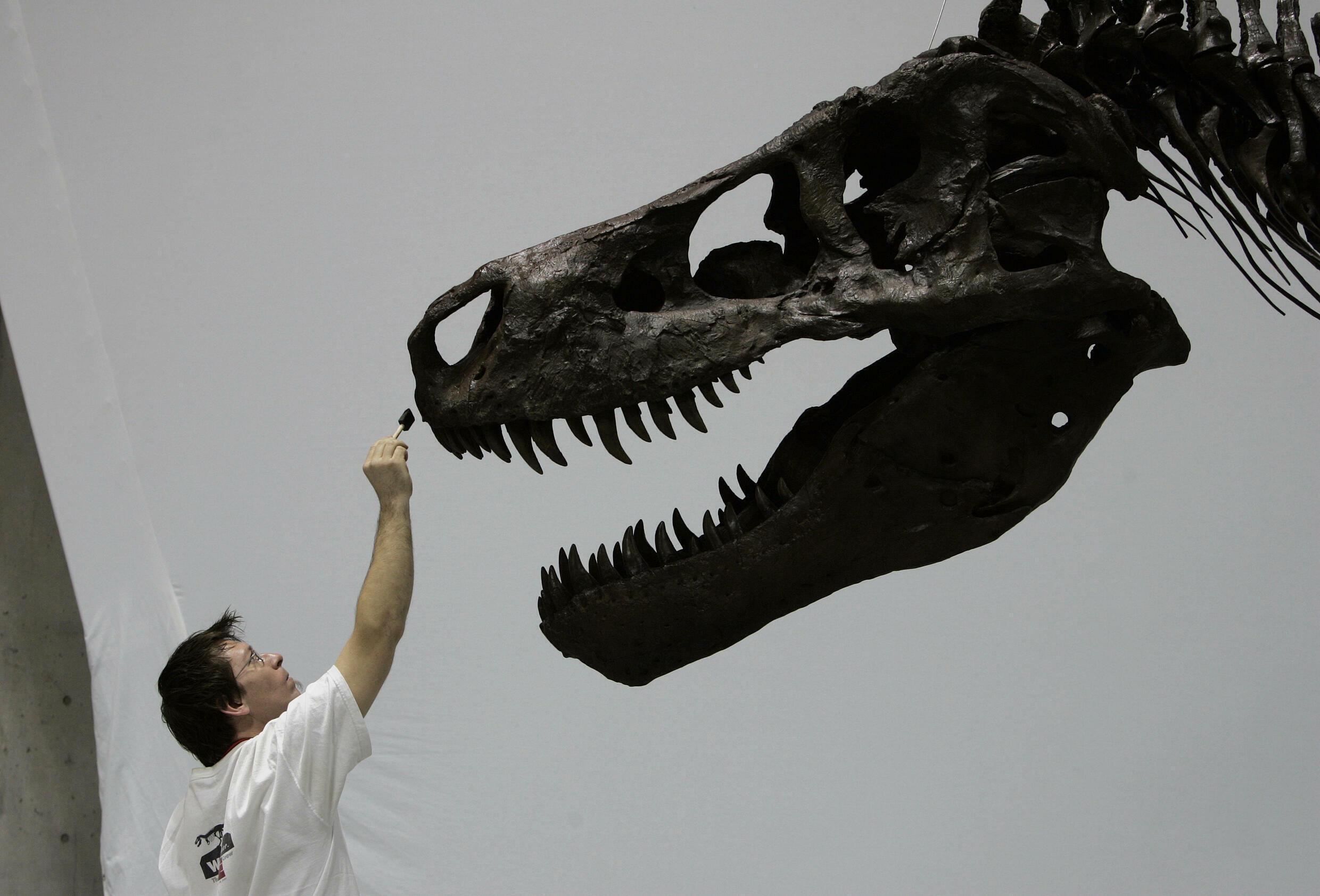 Curators squeezed out by high dino bones price tag