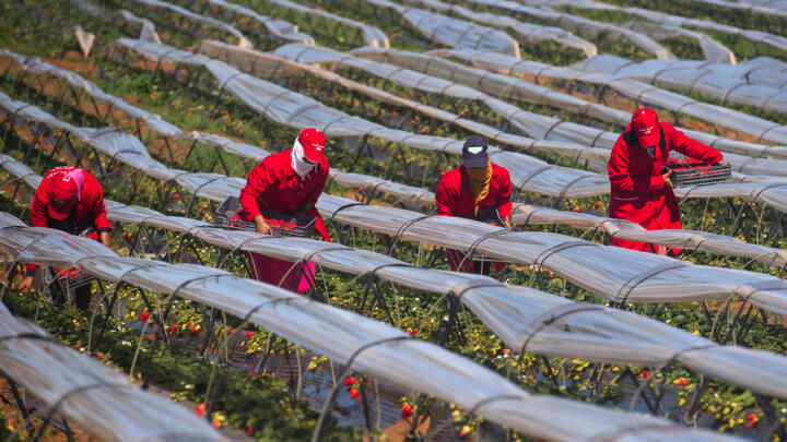 Le Maroc acteur de poids sur le marché mondial des fruits rouges ...