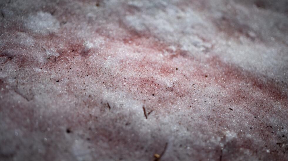 En voie de disparition, la «neige rouge» étudiée des Rocheuses ...