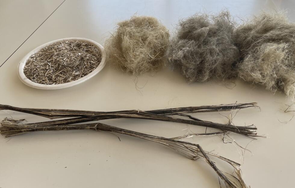 Hemp, the 'green gold' that France hopes will help cut carbon emissions