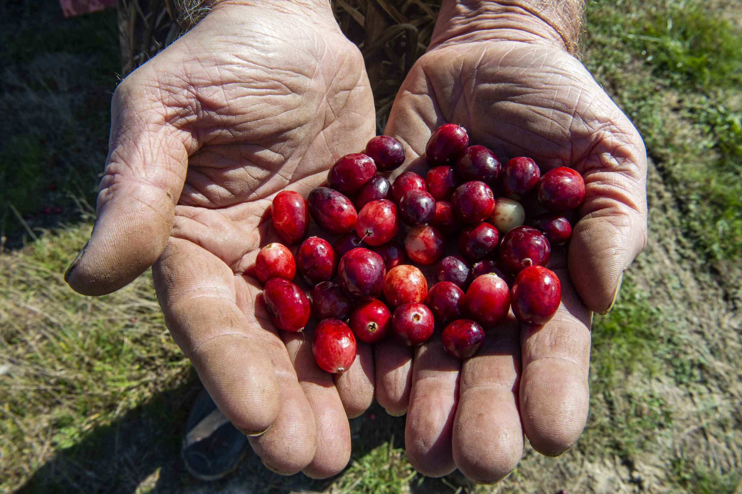 Cranberry farmers fight climate change to protect Thanksgiving staple