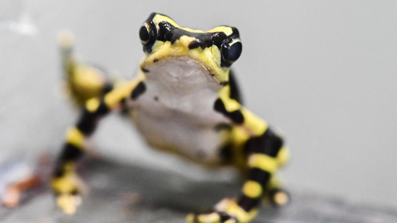 Climate change spurring frog extinctions: conservationists - RFI