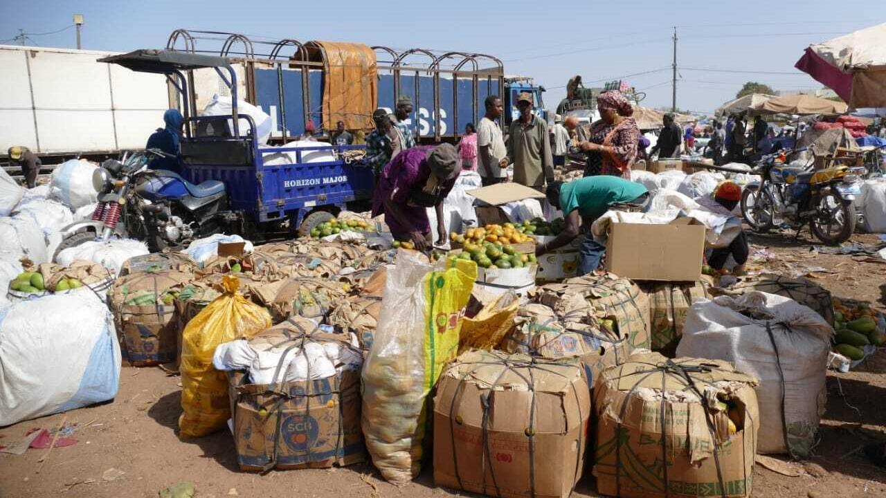 An ka bi laseliba bɛ taa n'an ye Diabé Kabendou suguba, Kolda mara la ...