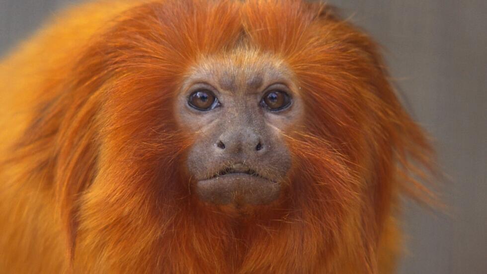 17 endangered monkeys stolen from French zoo