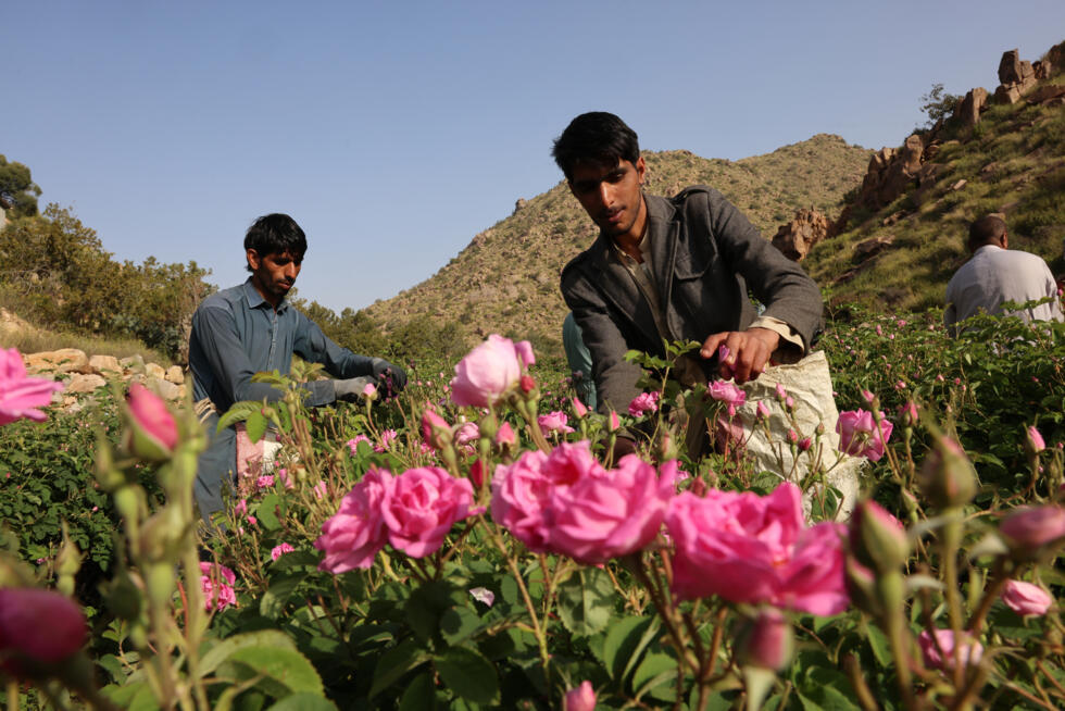Saudi 'city of roses' offers fragrant reminder of desert's beauty