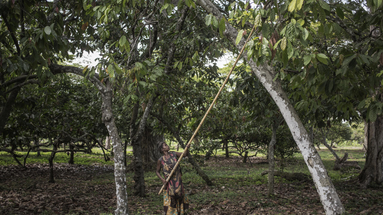 Ghana: des plantations de cacaos menacées par des activités minières ...