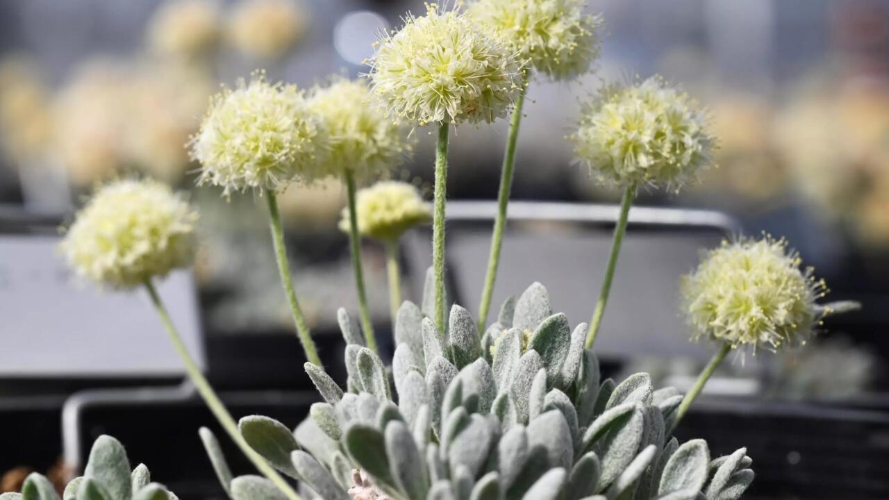 O floare unică în lume, amenințată de o mină de litiu...