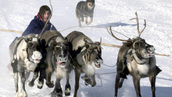 En Sibérie, l'anthrax fait des ravages chez les troupeaux de rennes