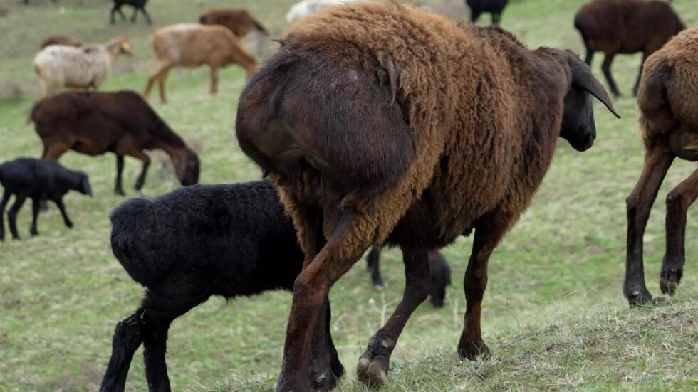 Tadjikistan: Cea mai mare oaie din lume și efectele ei binefăcătoare