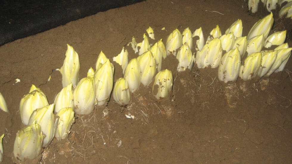 Belgique: le chicon de Bruxelles - Les produits des terroirs