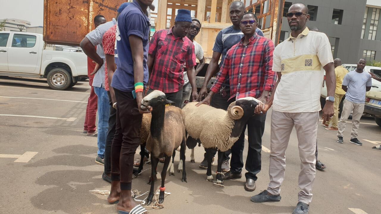Bizet sheep to improve the Senegalese livestock – Archyde: Latest World ...