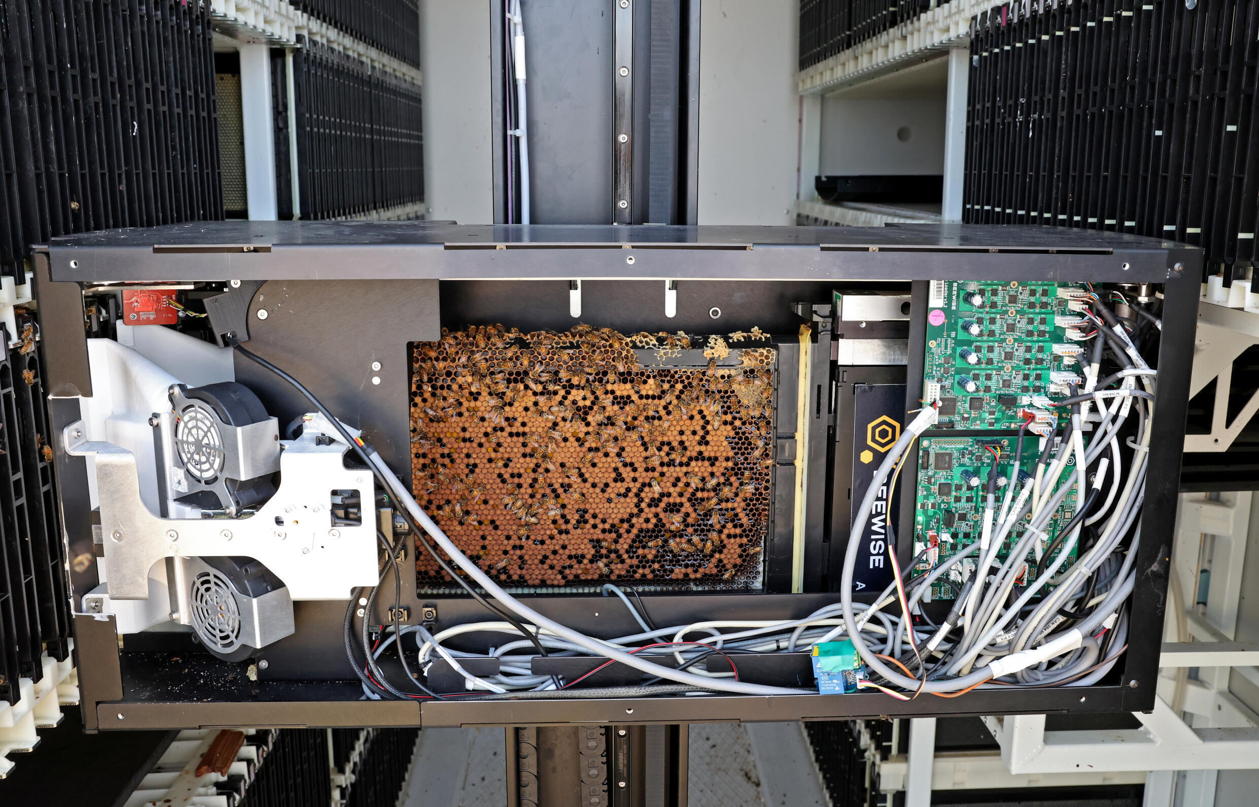Colmenas robotizadas en Israel para preservar a las abejas