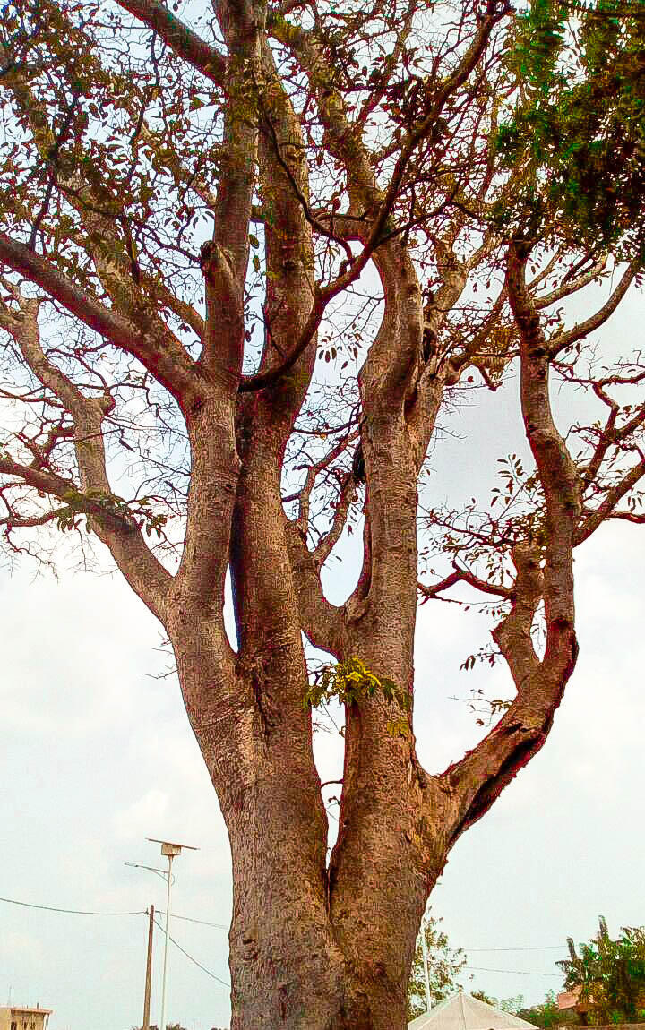 Lokossa, la ville du Bénin qui doit son nom à un iroko