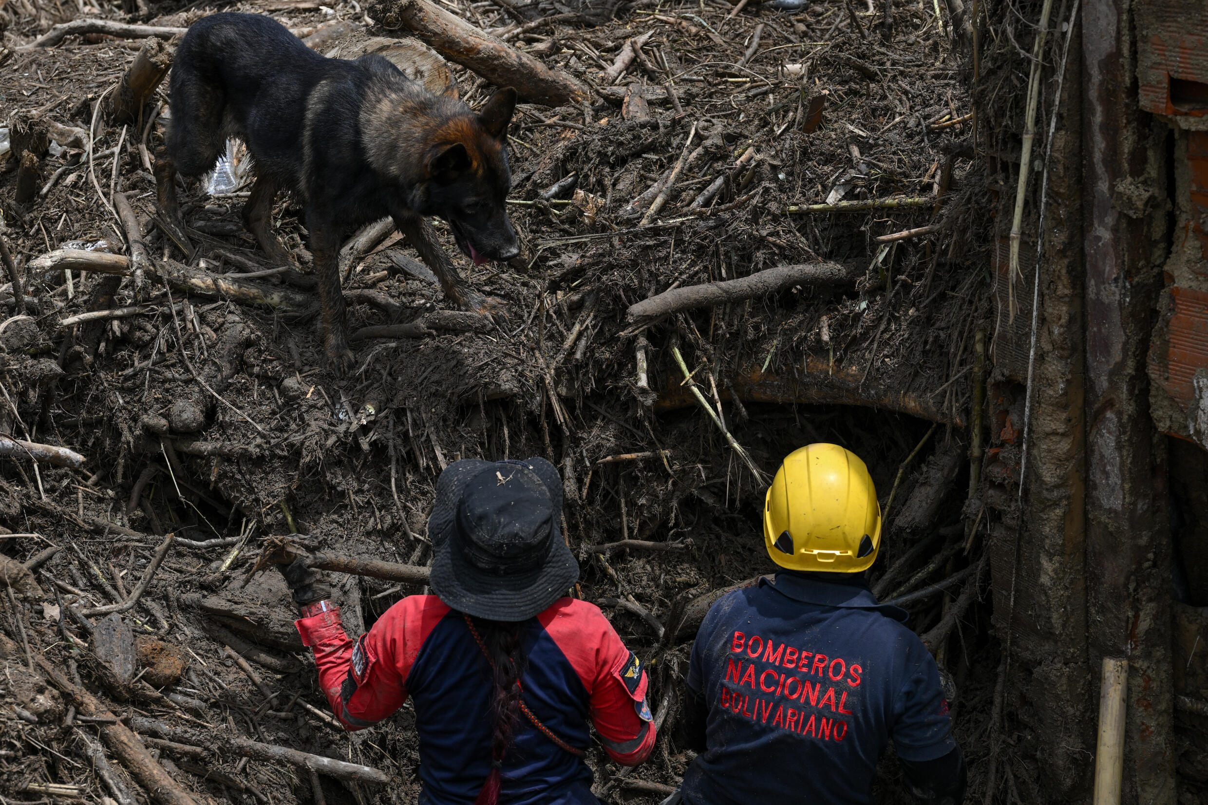 Hades, Necro y Amigo, los perros que buscan cadáveres en deslave de ...