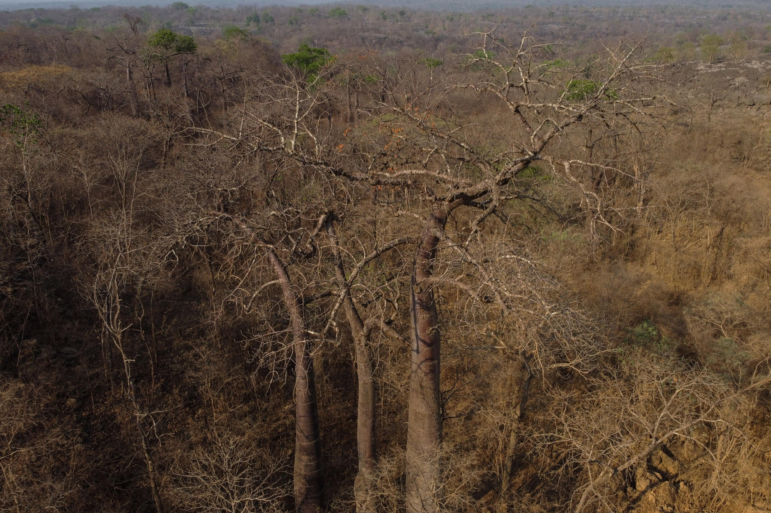 La deforestación avanza en el Cerrado brasileño y supera por primera ...