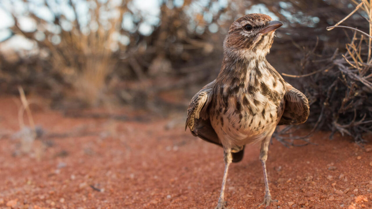 One in five species in France threatened with extinction: report - RFI