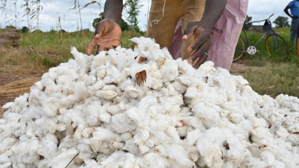 Afrique de l'Ouest: les acteurs de la filière coton se regroupent pour ...