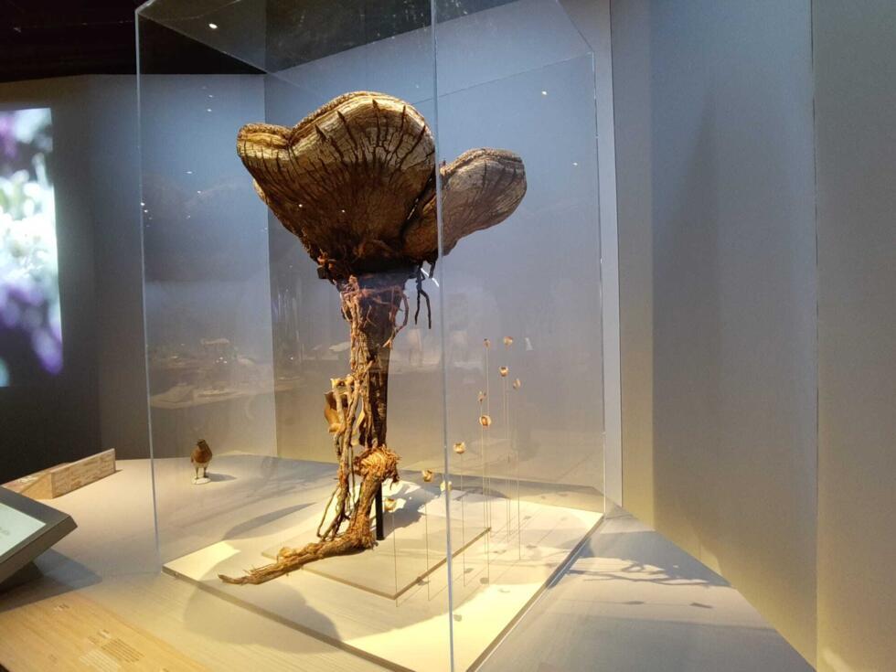 Des déserts pleins de vie s'exposent au Muséum d'Histoire naturelle à Paris