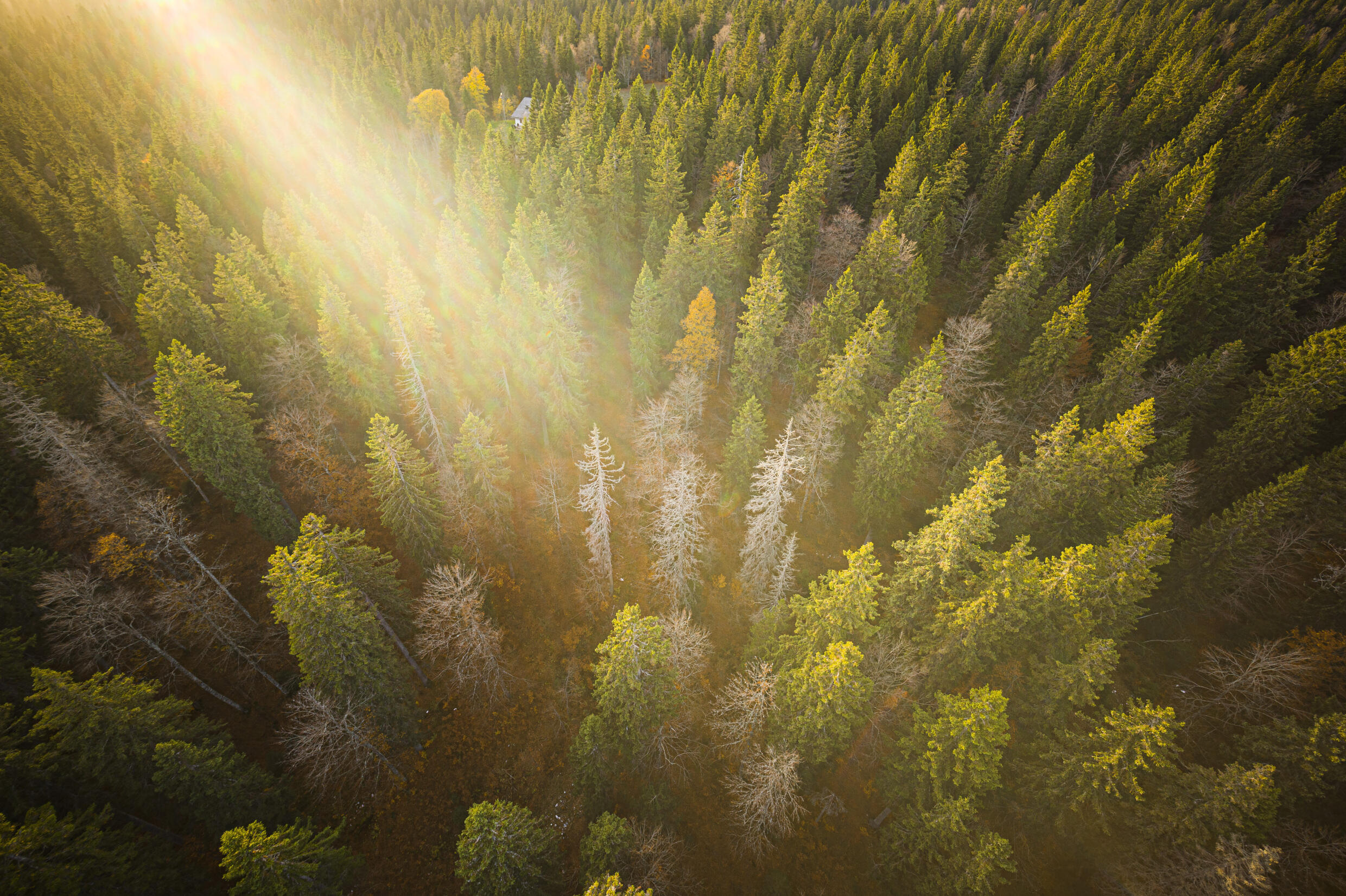Climate s Toll On Trees Threatens The Sound Of Music climate-s-toll-on-trees-threatens-the-sound-of-music
