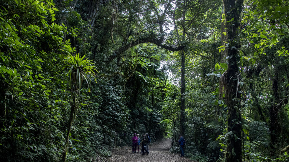 In Costa Rica, climate change threatens 'cloud forest'