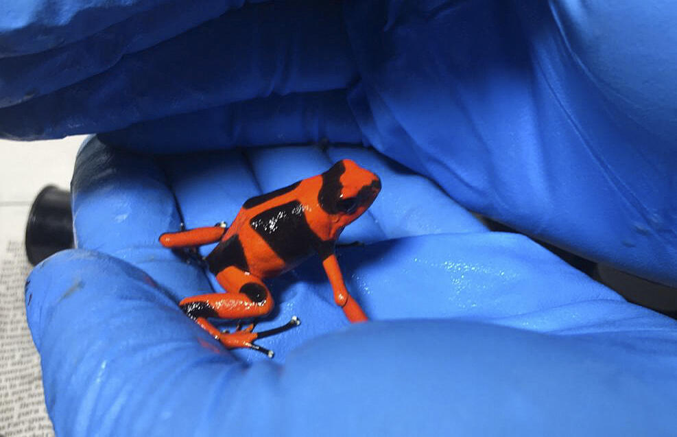 La rana venenosa colombiana, símbolo del tráfico de especies en peligro ...