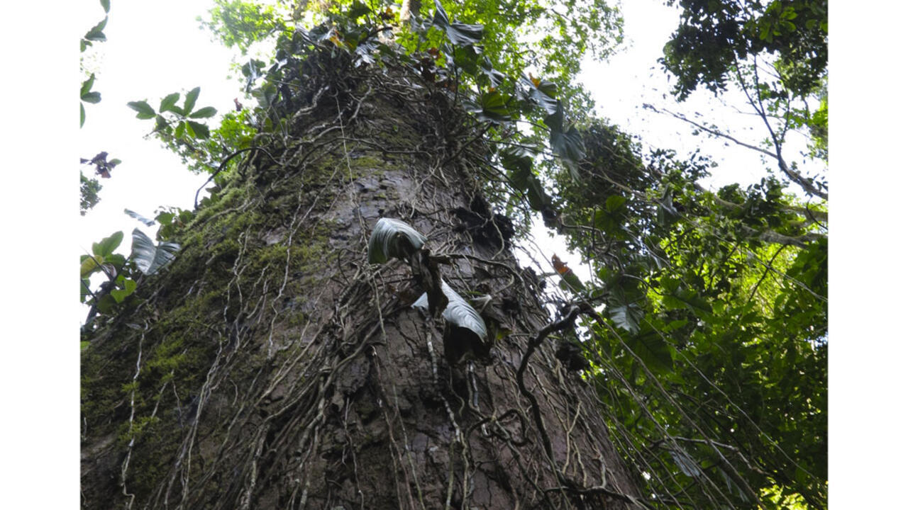 Le Guaimaro, un arbre pour sauver le climat? - Grand reportage
