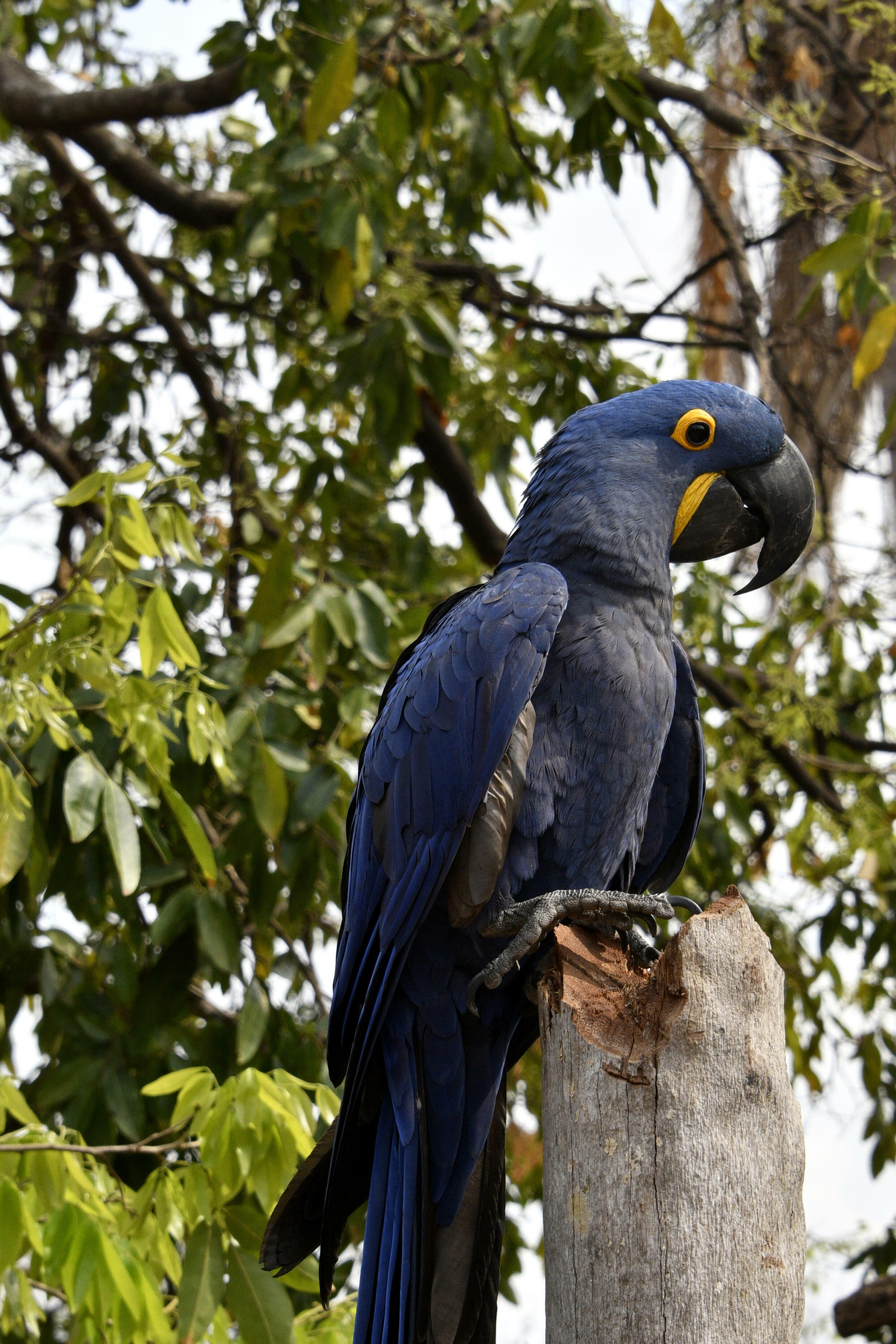 Incendios y cambio climático destruyen bosques de Bolivia a paso de gigante