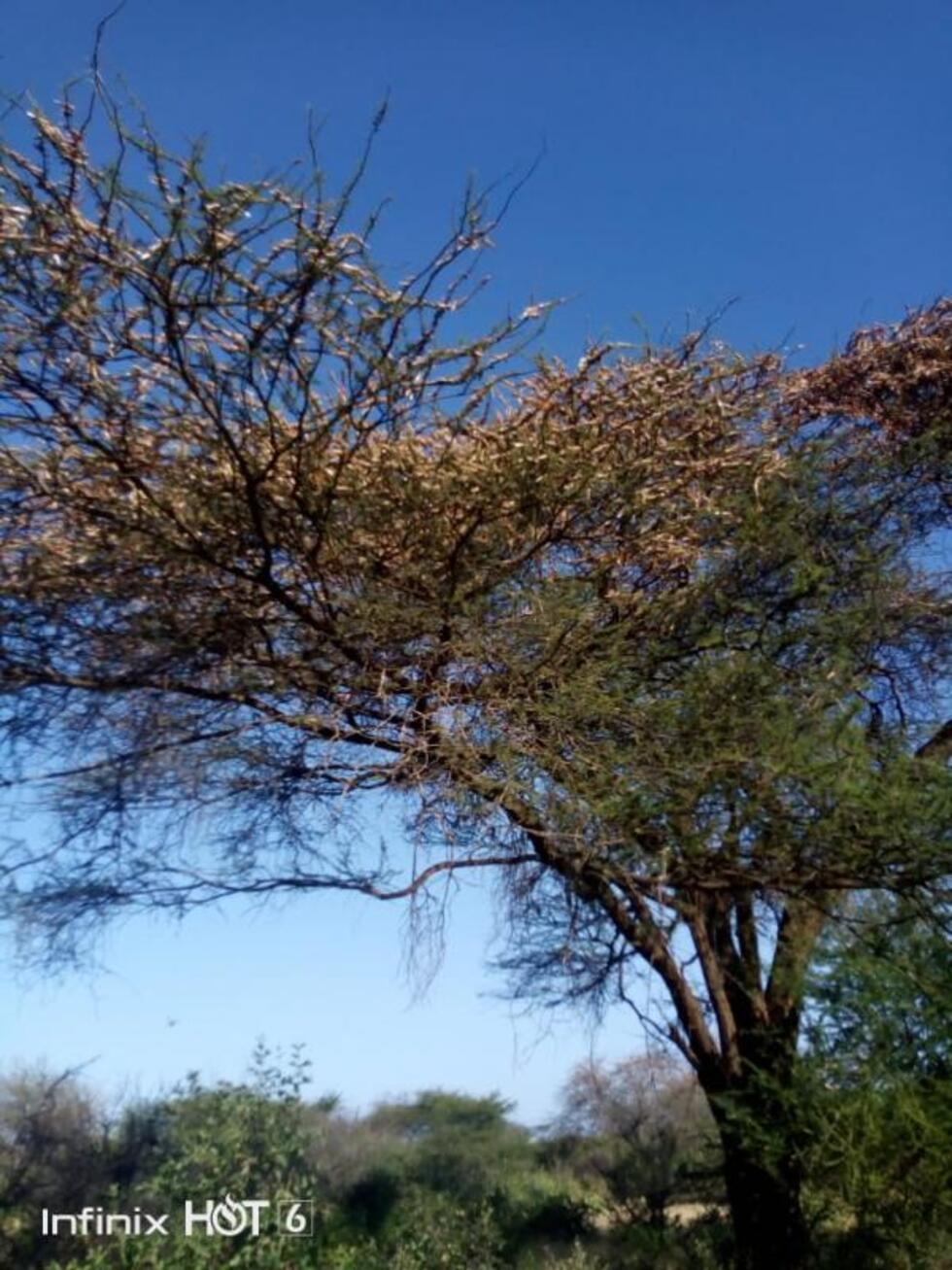 Locusts threaten food security in Horn of Africa