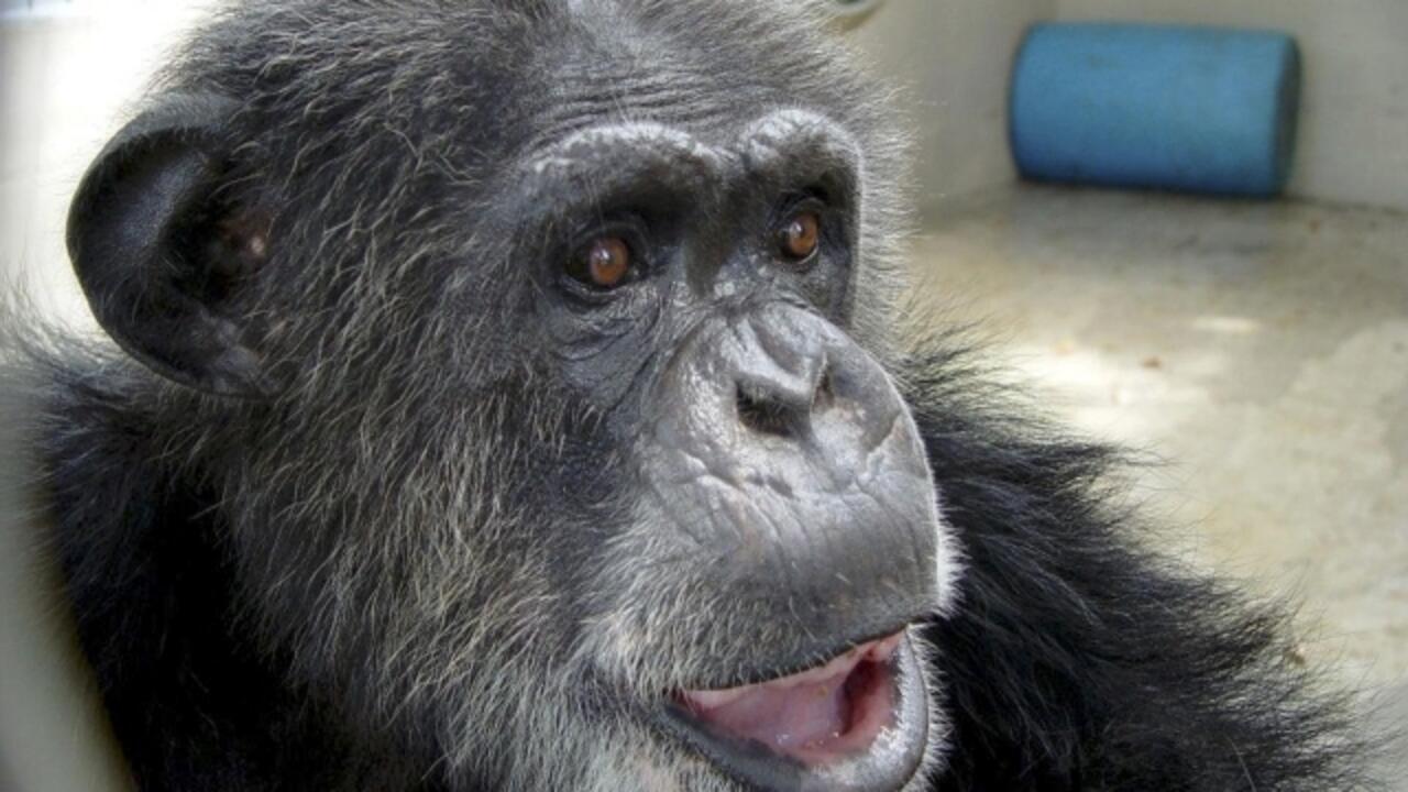 Le singe Cheetah, fidèle compagnon de Tarzan, est mort