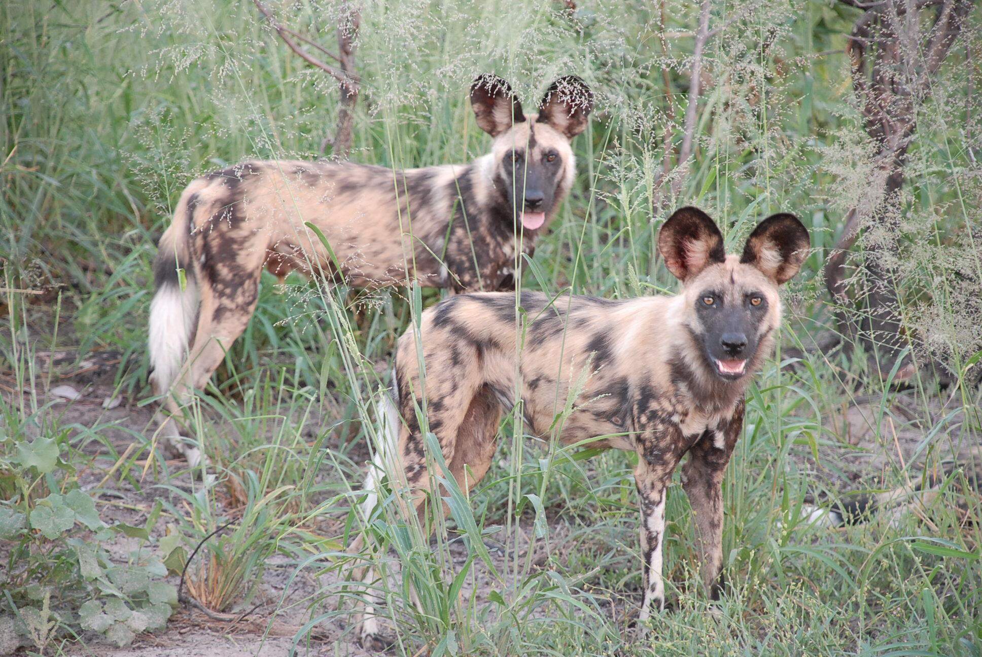 Could synthetic urine help save Africa's endangered wild dogs?