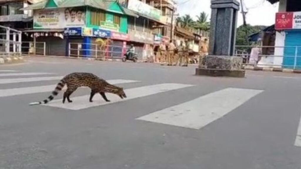 Wild animals wander through deserted cities under Covid-19 lockdown