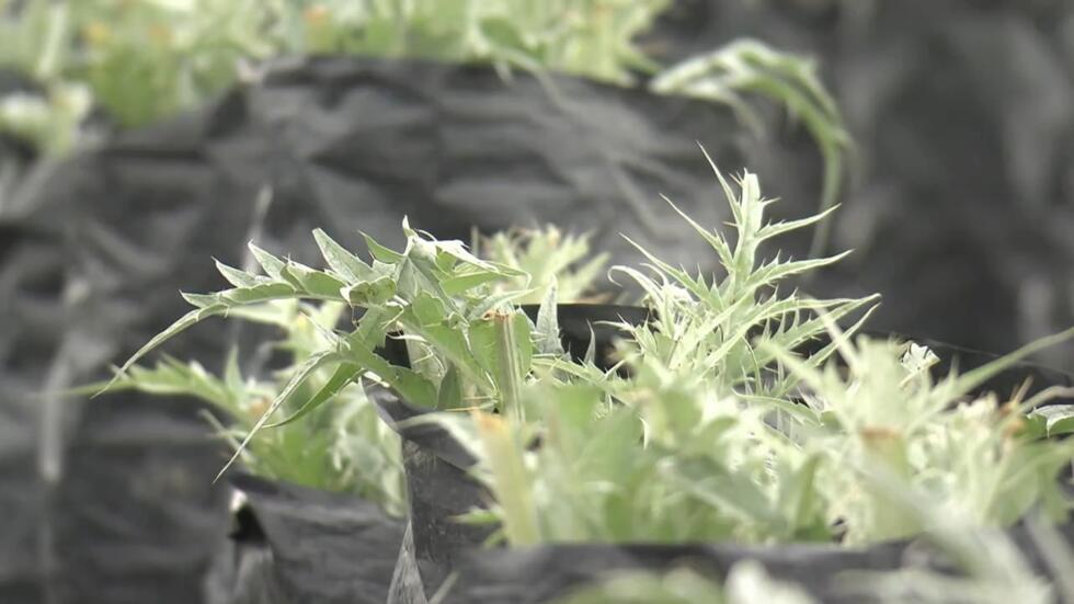 Suisse: le cardon genevois - Les produits des terroirs