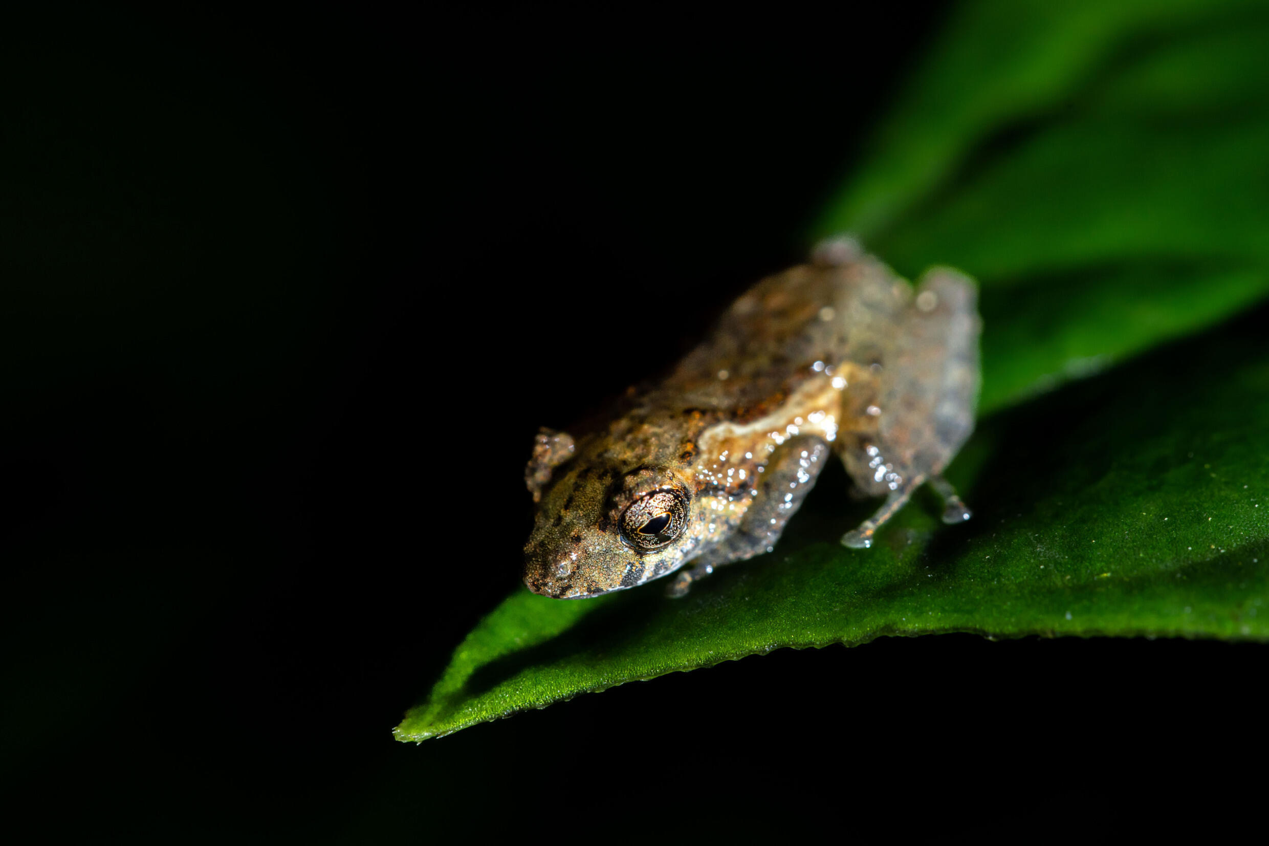 Dos ranas en el centro de una batalla contra la minería en Ecuador