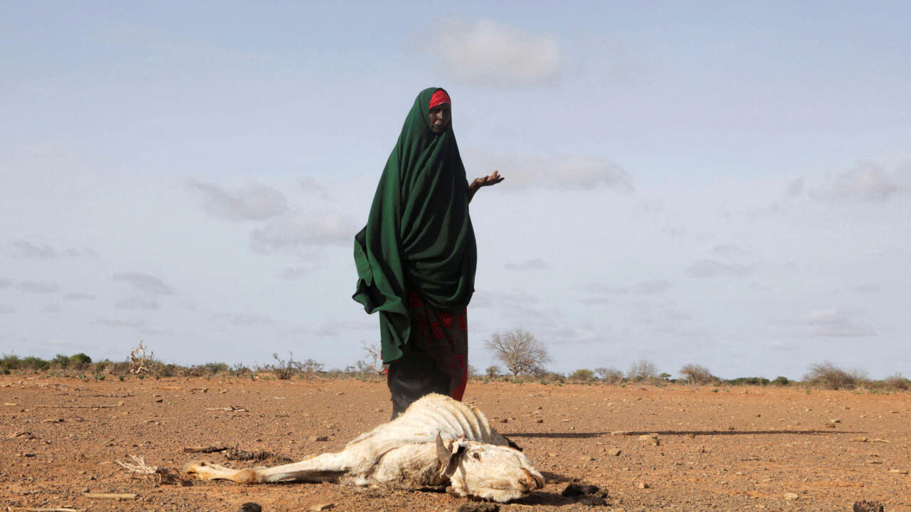 Somalia on the brink of famine, caught between drought…