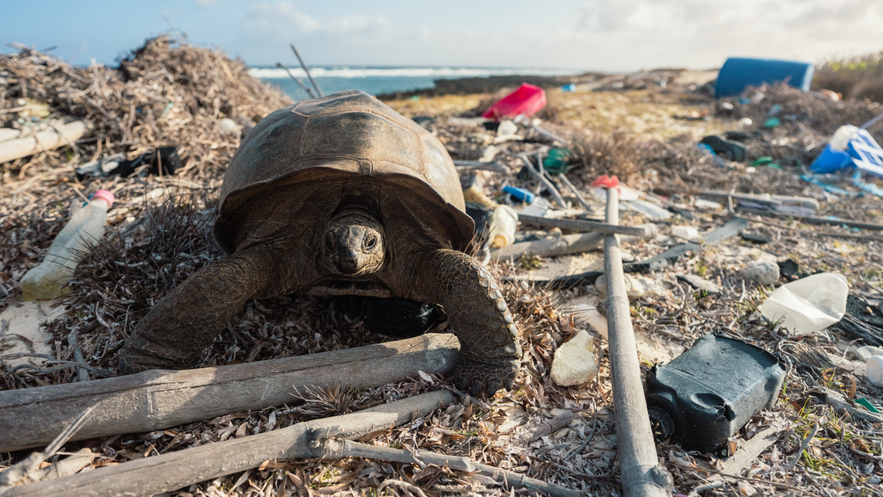 The mammoth task of mapping and removing plastic waste from Aldabra atoll