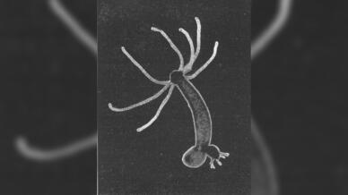 L’hydre à deux têtes, du mythe à la réalité scientifique - Jusqu’où va ...