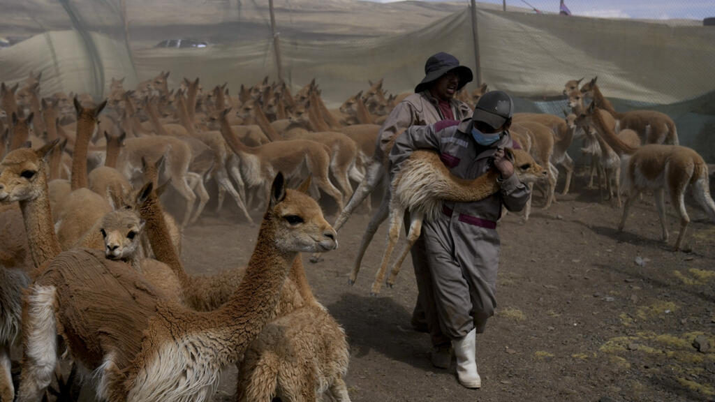 La fibre de vigogne, ce trésor de l’Altiplano - Grand reportage