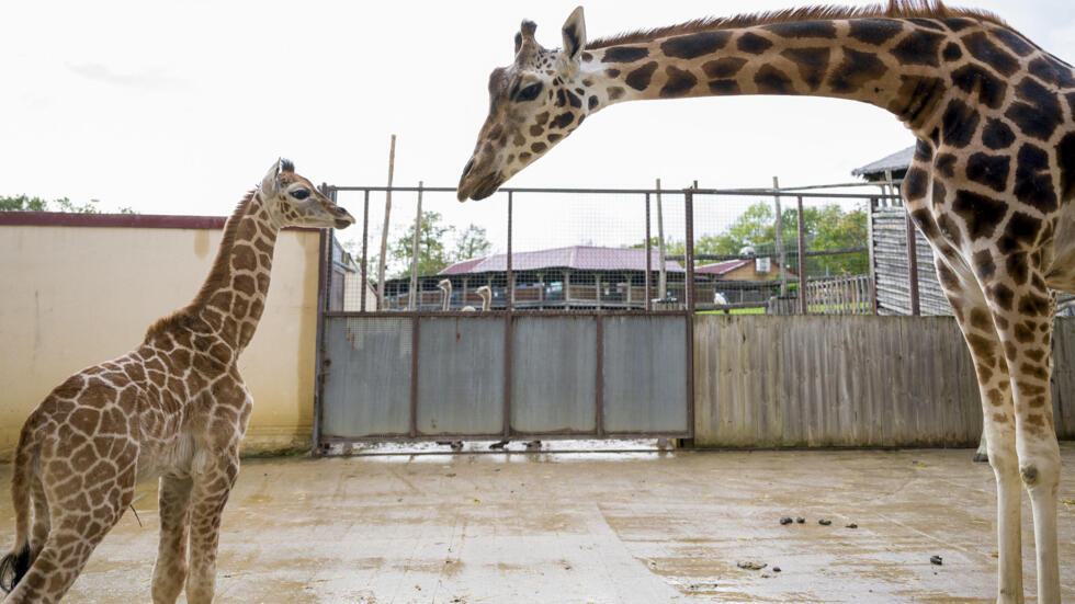 Rare baby giraffe born in captivity in French zoo for the first time in ...