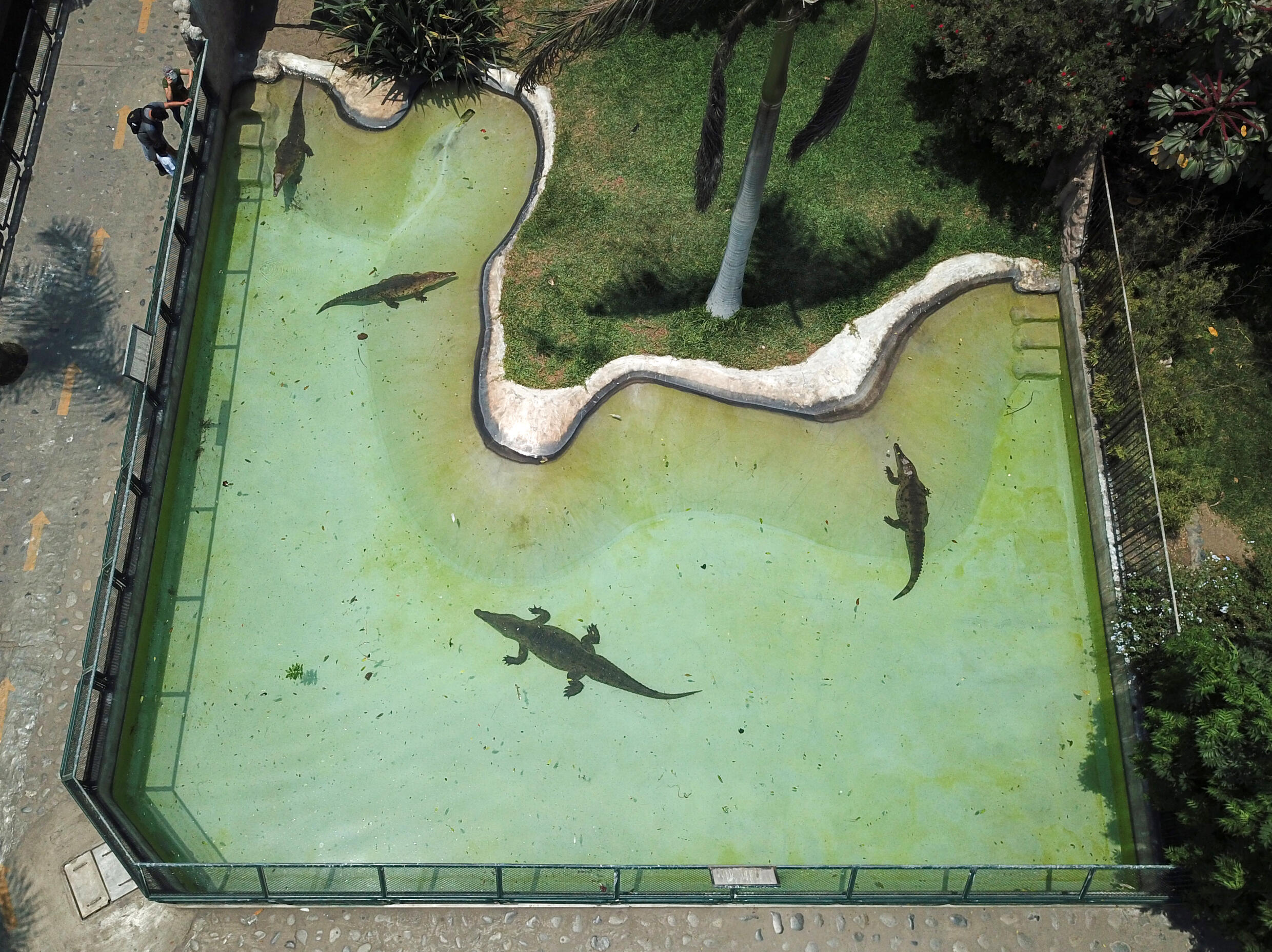 Cuatro cocodrilos americanos en peligro de extinción nacen en zoológico ...