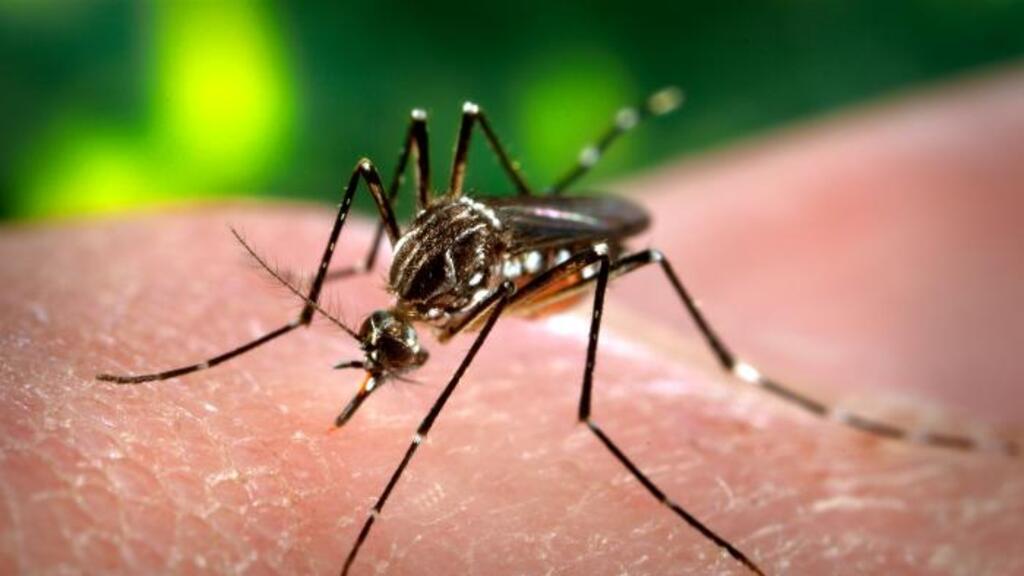 Dangerous tiger mosquitoes have 'colonised half of France'