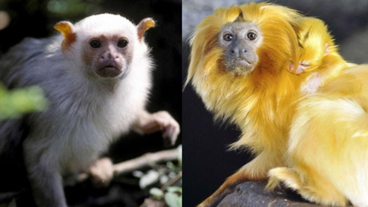 Macacos de espécie brasileira são roubados de zoológico na França