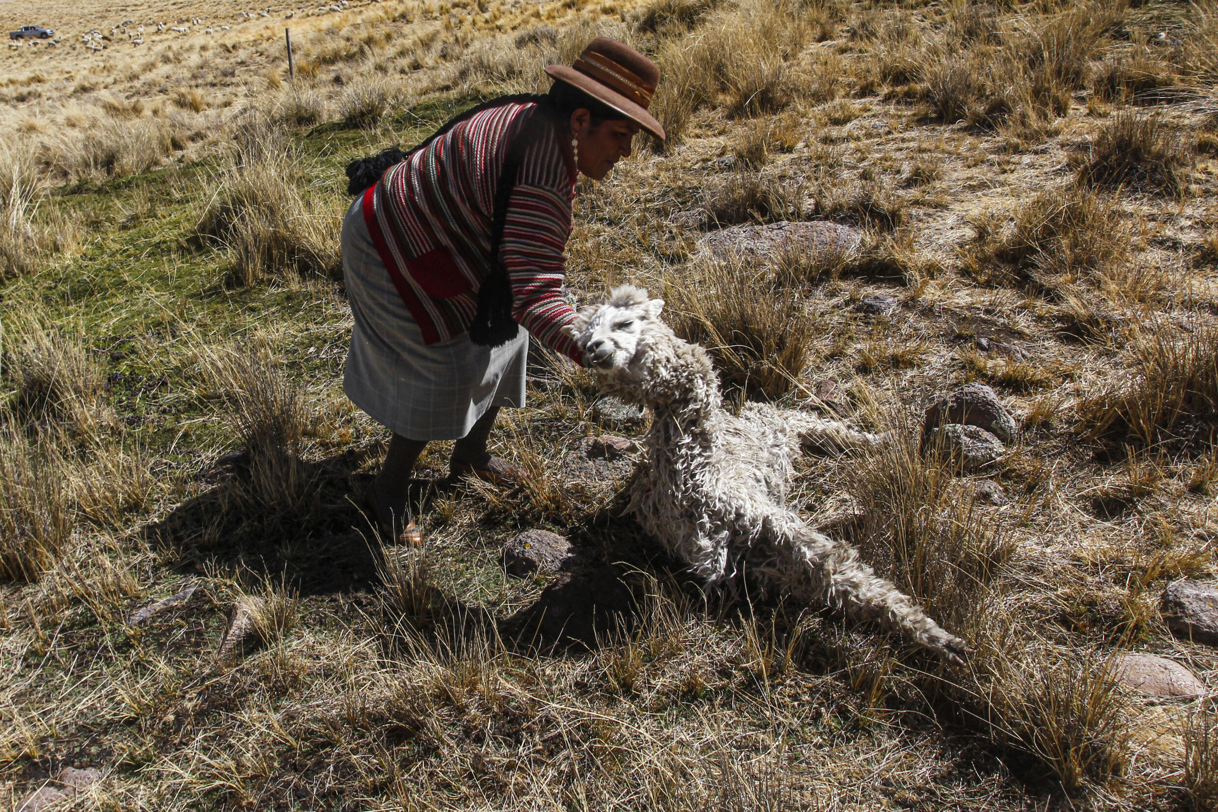 Drought in Peru Andes proves fatal for alpacas, potato crops