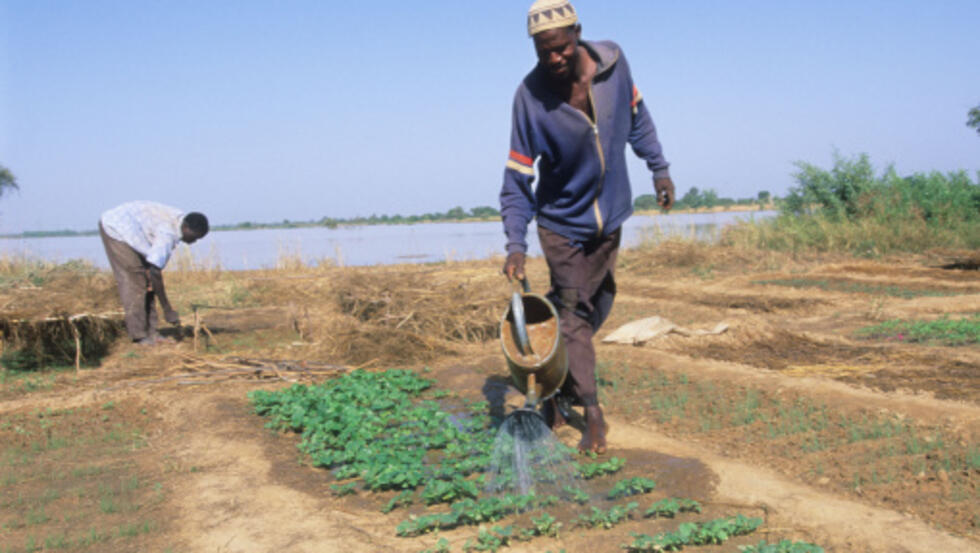 Congo-Brazzaville: le difficile décollage de l'agriculture - Afrique ...
